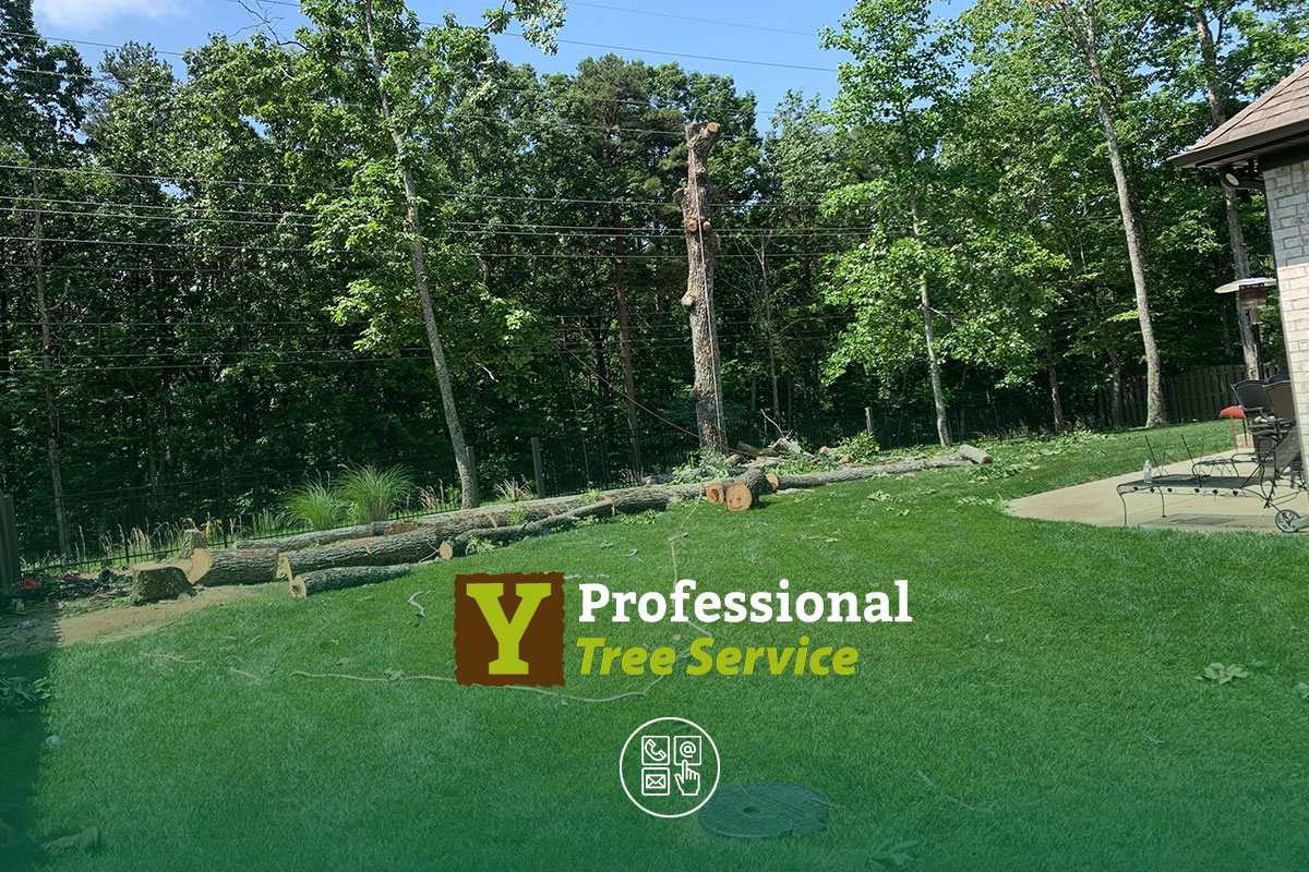 Contact Information - Y Professional Tree Service