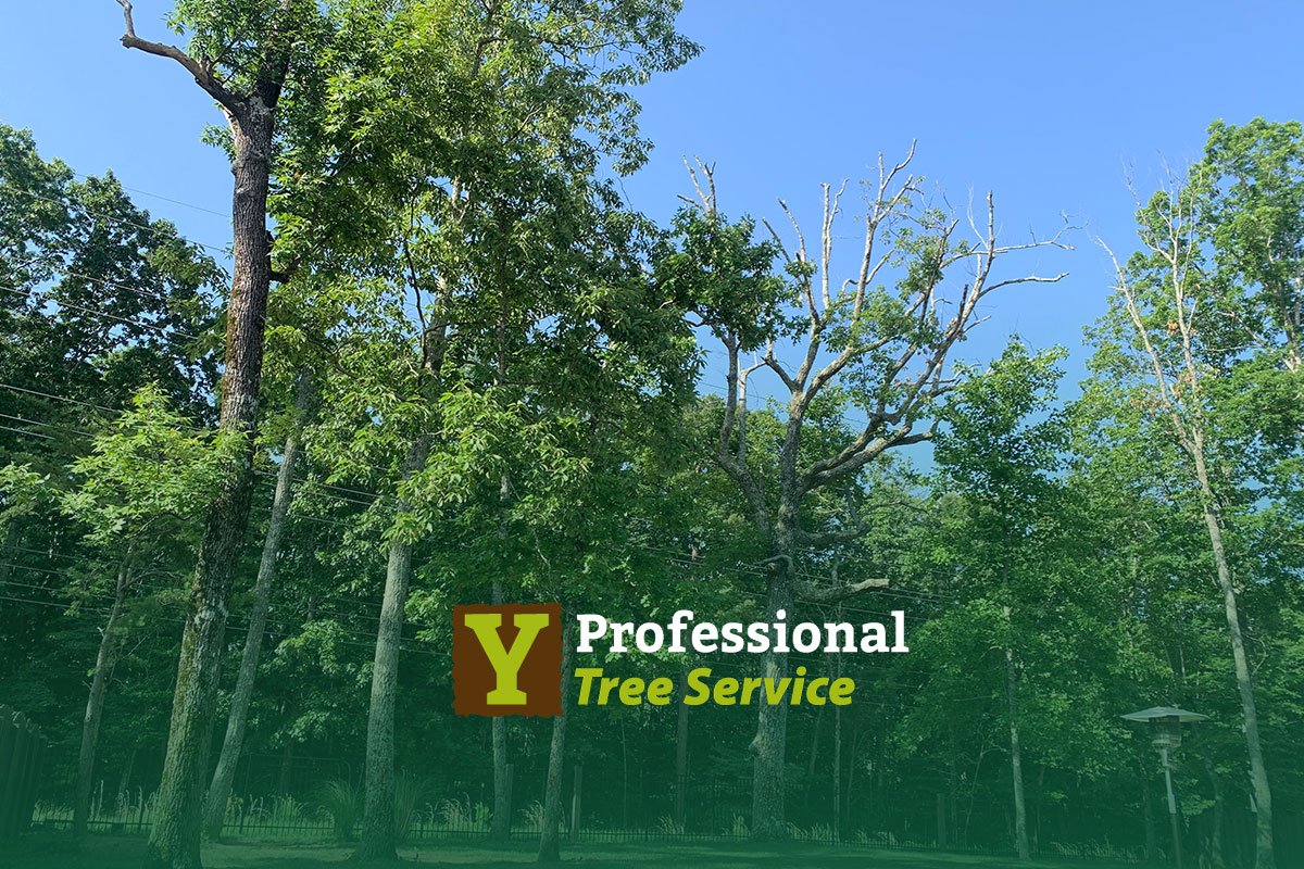 Tree Services in Huntsville, Alabama