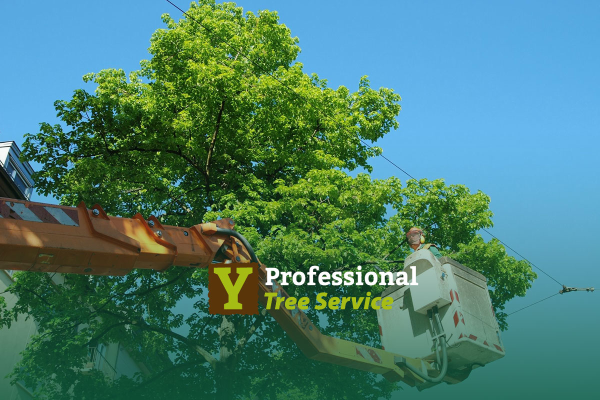 Tree Trimming Services in Alabama - Get a 20% Off