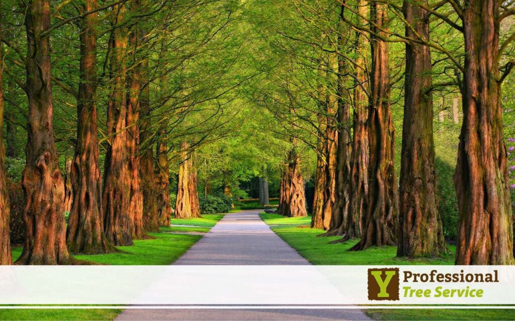 How to keep trees healthy during this Winter? - Tree Care