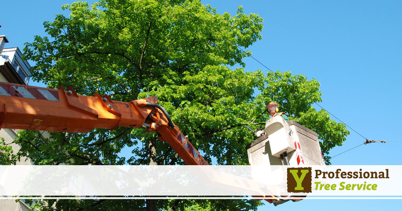 Guide to Tree Trimming: Techniques for Healthy Trees