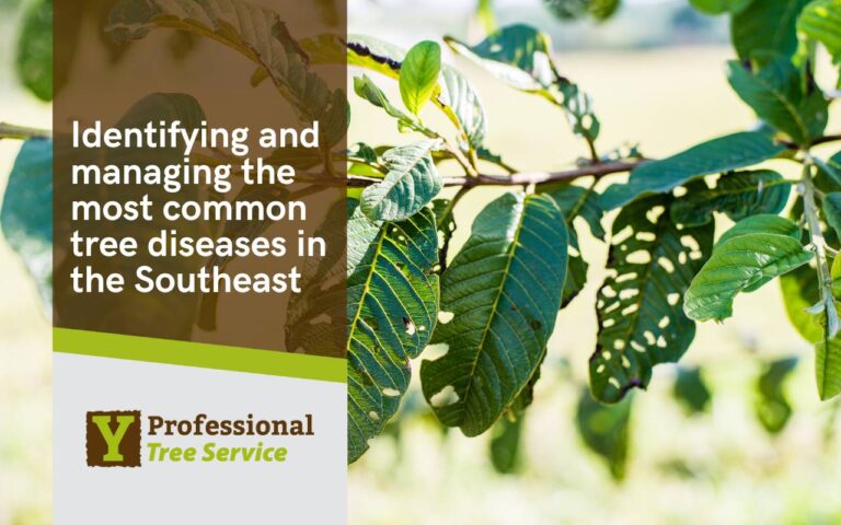 Common Tree Diseases in Alabama | Prevention